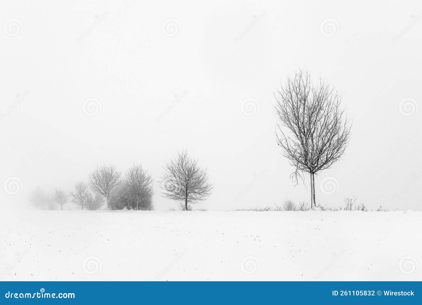 Aerial View of Snow Covered Field with Growing Trees Stock Photo ...