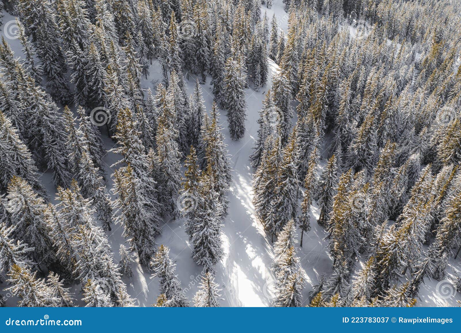 Aerial View of a Snowy Forest Stock Image - Image of rural, cold: 223783037