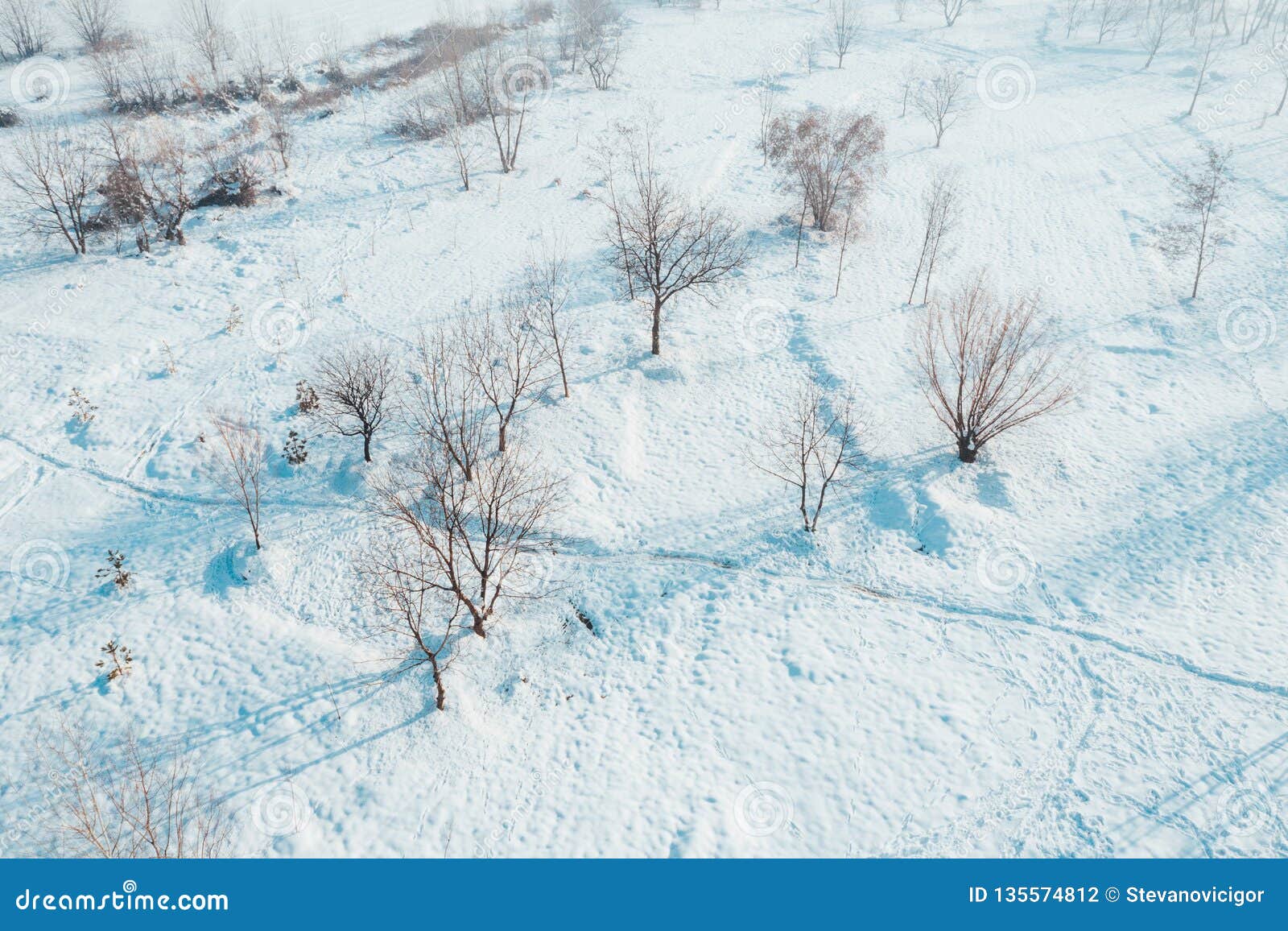 Aerial View of Snowy Wasteland with Bare Trees Stock Photo - Image of ...