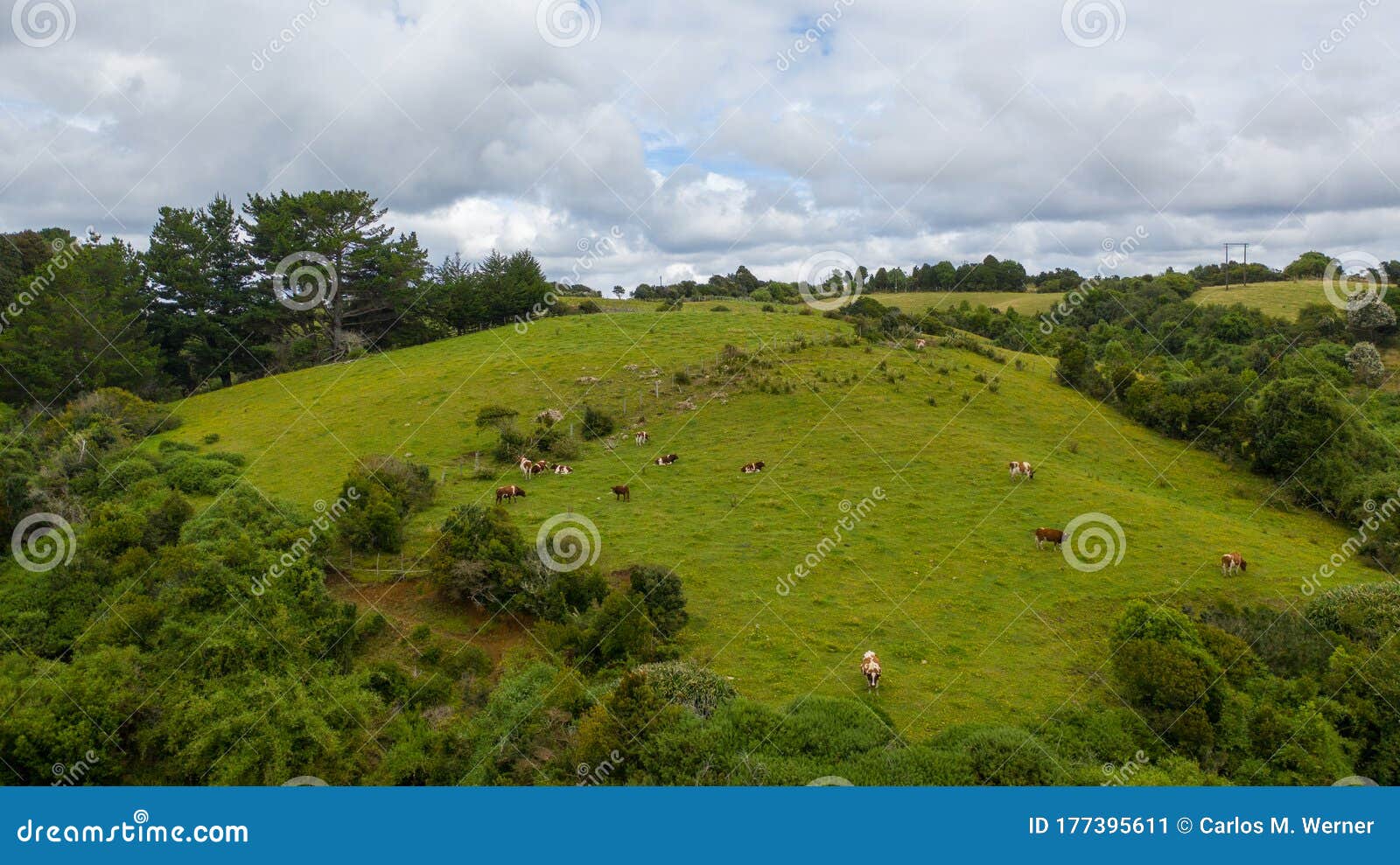 Aerial View of a Southen Chile Farm with Cows and Trees at Side Stock ...