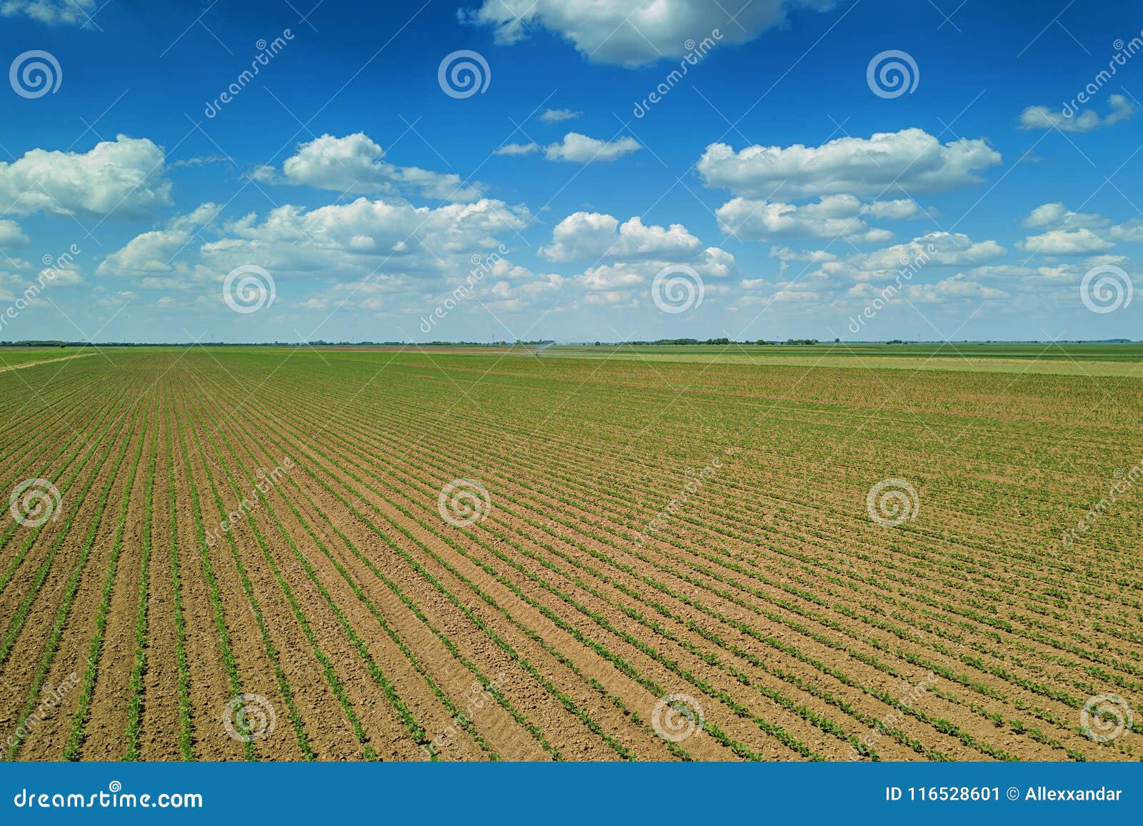 Aerial View Soybean Field. Young Soybean Aerial View Stock Image ...