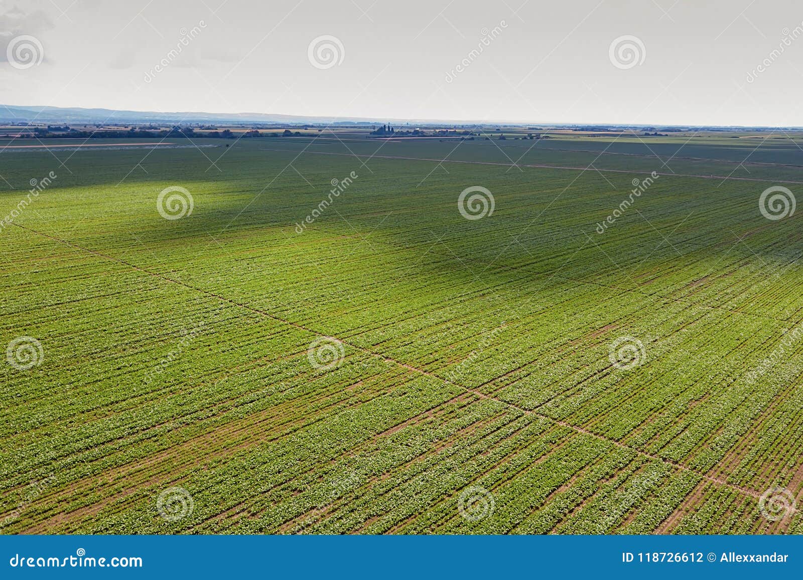 Aerial View Soybean Field. Young Soybean Aerial View Stock Photo ...