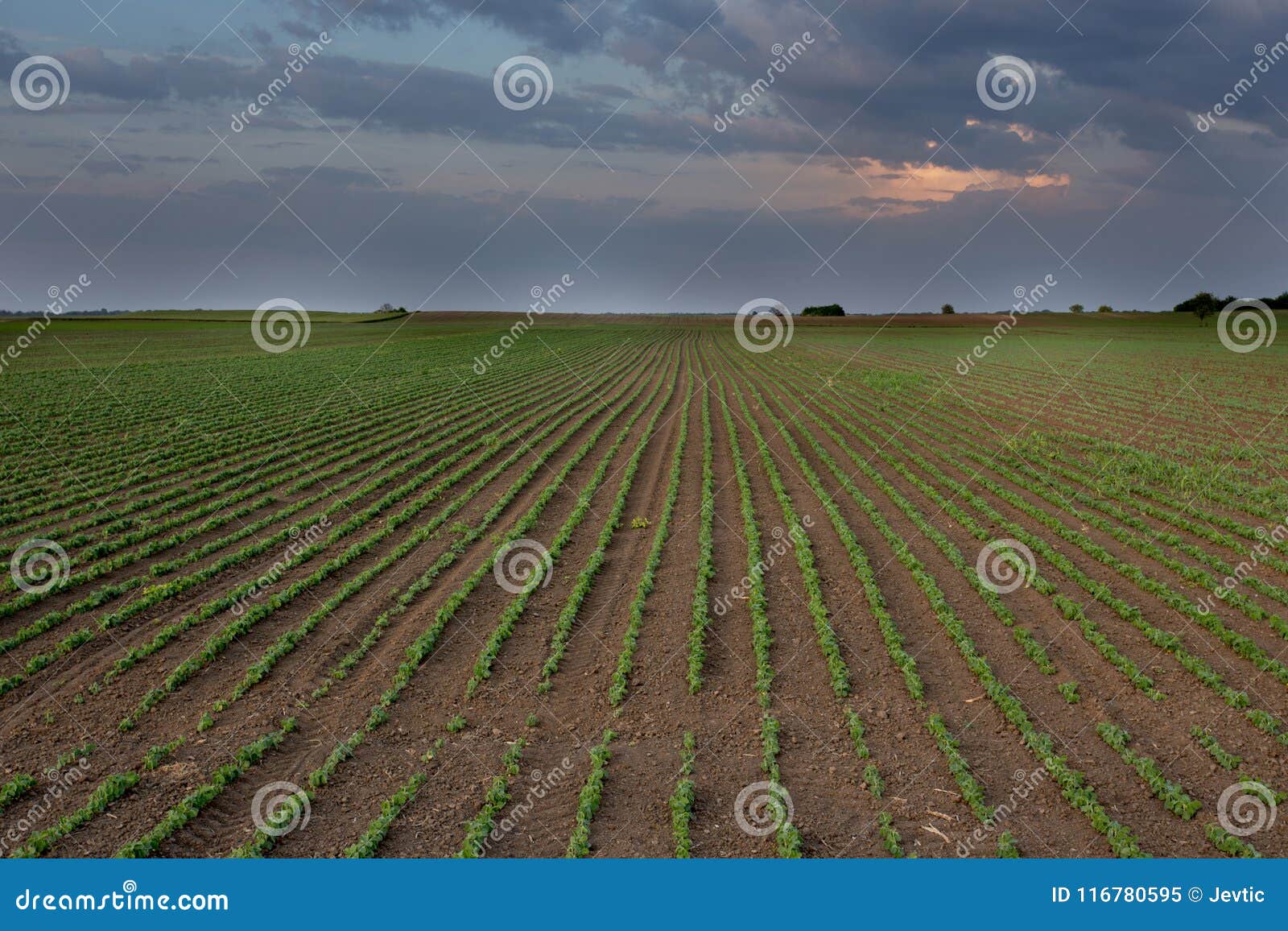 Soybean rows in field stock image. Image of field, agronomy - 116780595