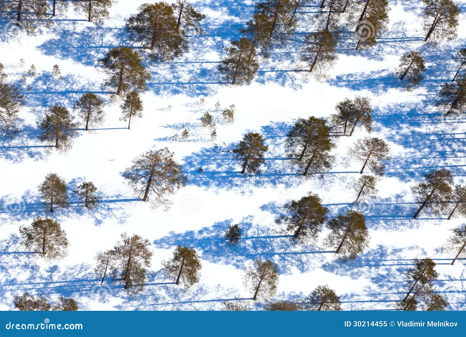 Woodland in Winter Day, View from Above Stock Image - Image of high ...