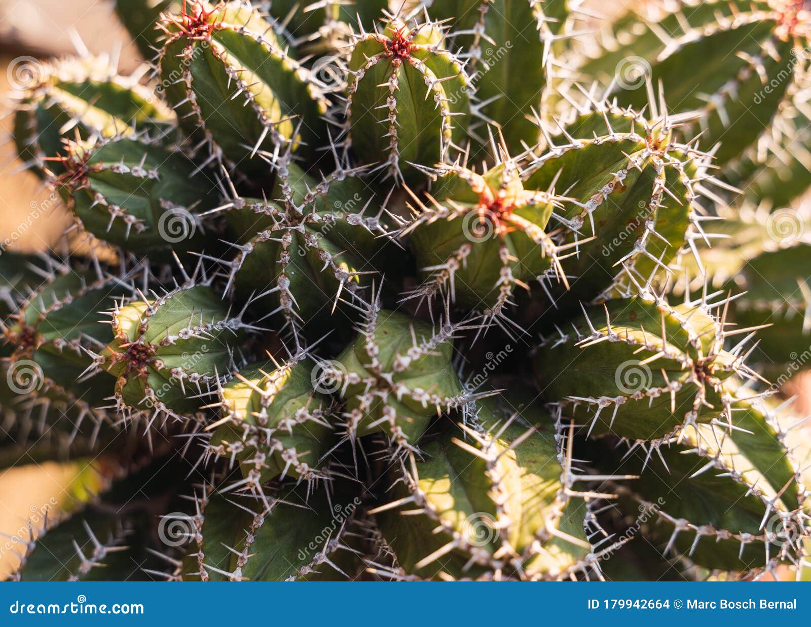 Aerial View of a Spiny Cactus Stock Photo - Image of cactus, botany ...