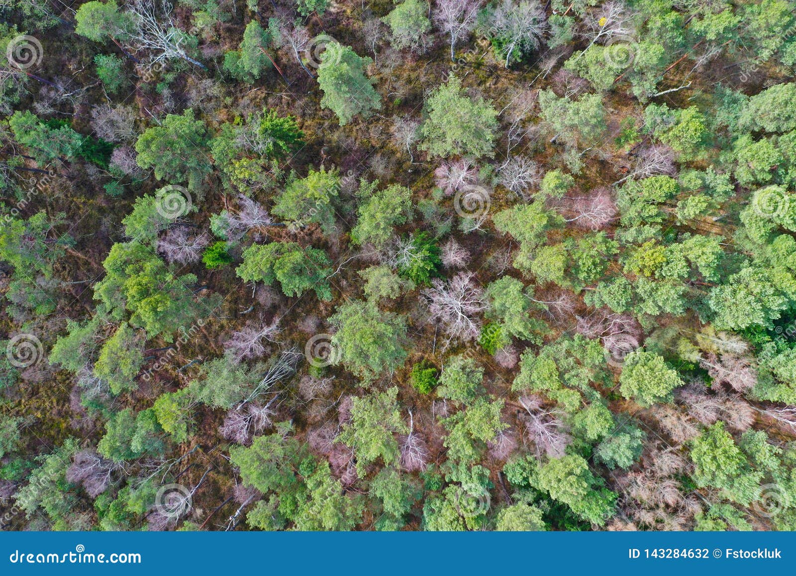 Aerial View on Spring Forest with Birch Tree and Other Type Stock Photo ...