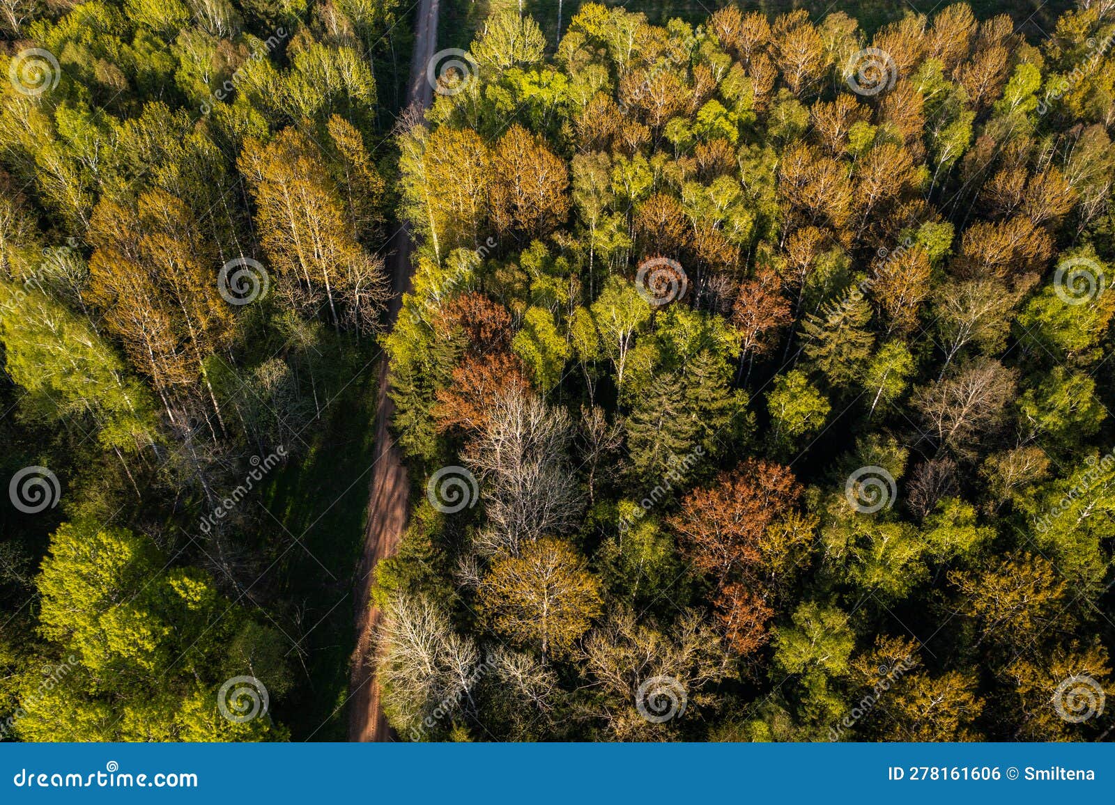 Aerial View of Spring Forest with New Leaves on Deciduous Trees Stock ...