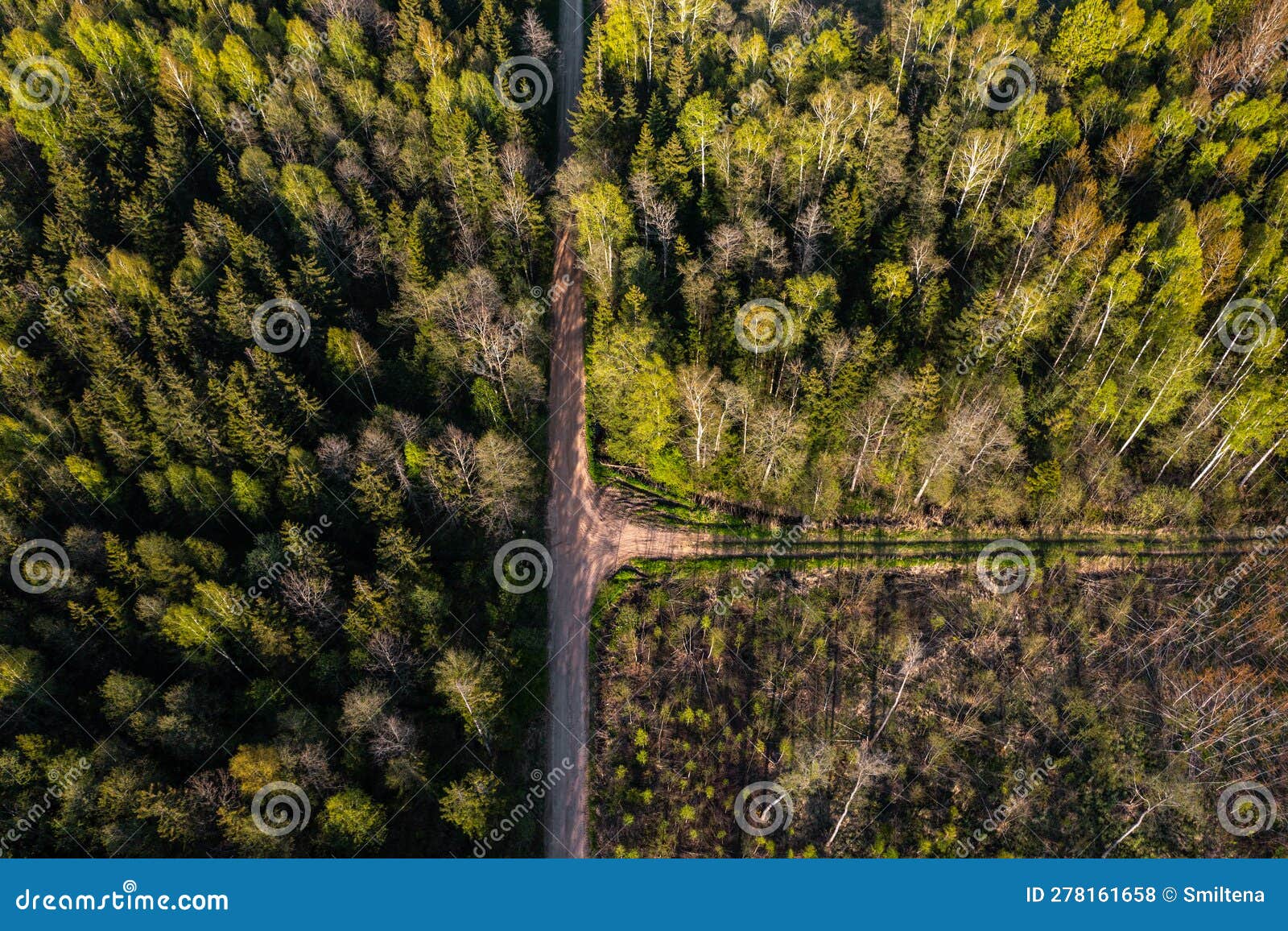 Aerial View of Spring Forest with New Leaves on Deciduous Trees Stock ...