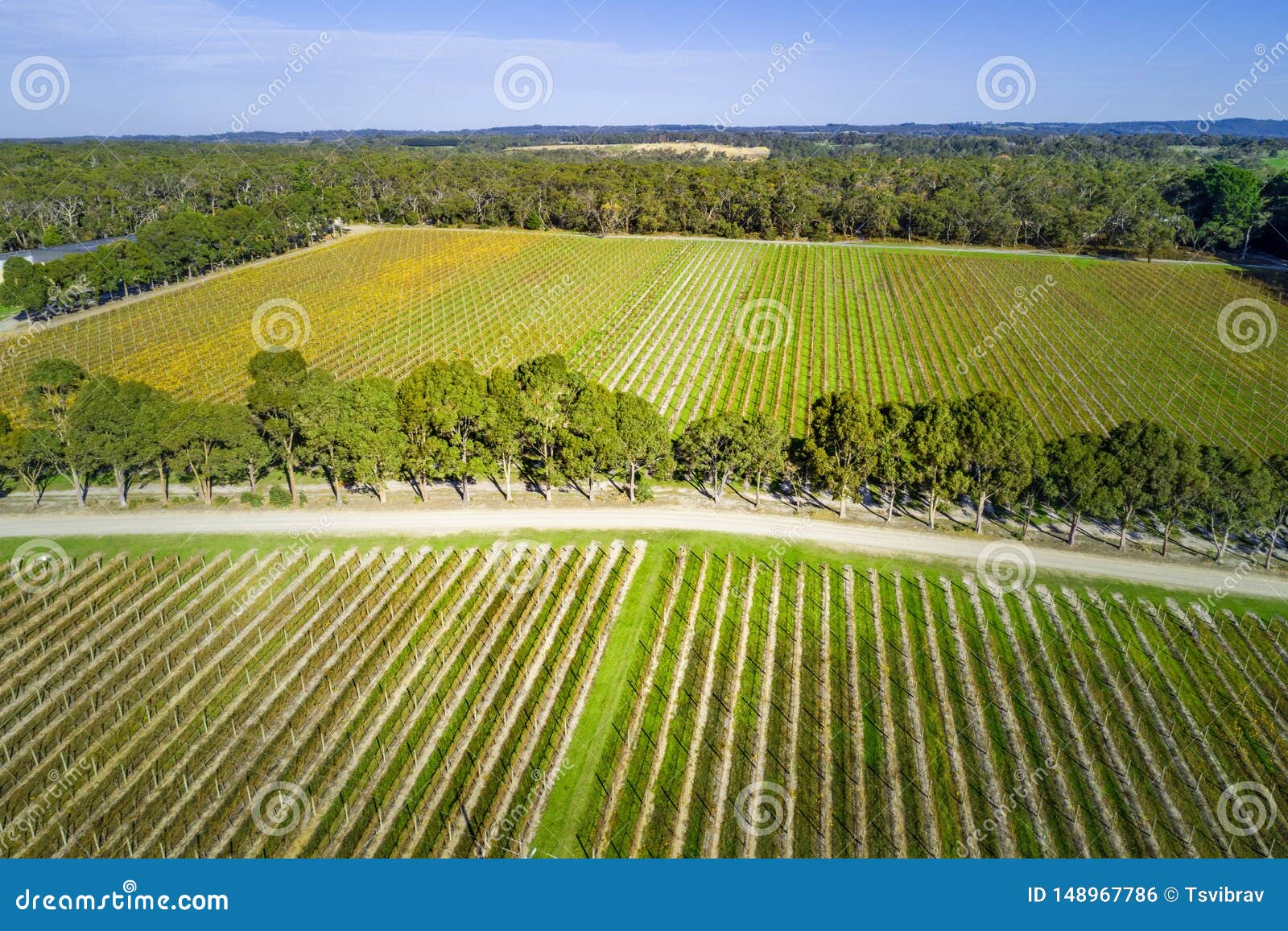 Straight Rows of Vines in a Winery. Stock Photo - Image of beautiful ...