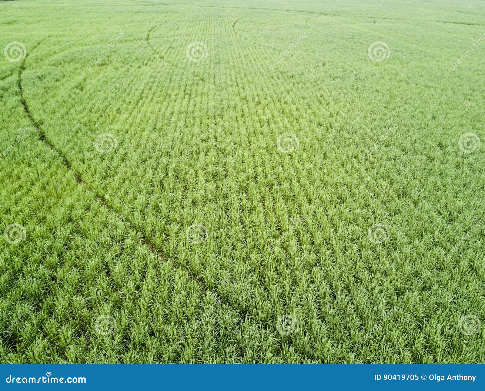 Aerial View Sugar Cane Field Stock Image - Image of drone, circle: 90419705