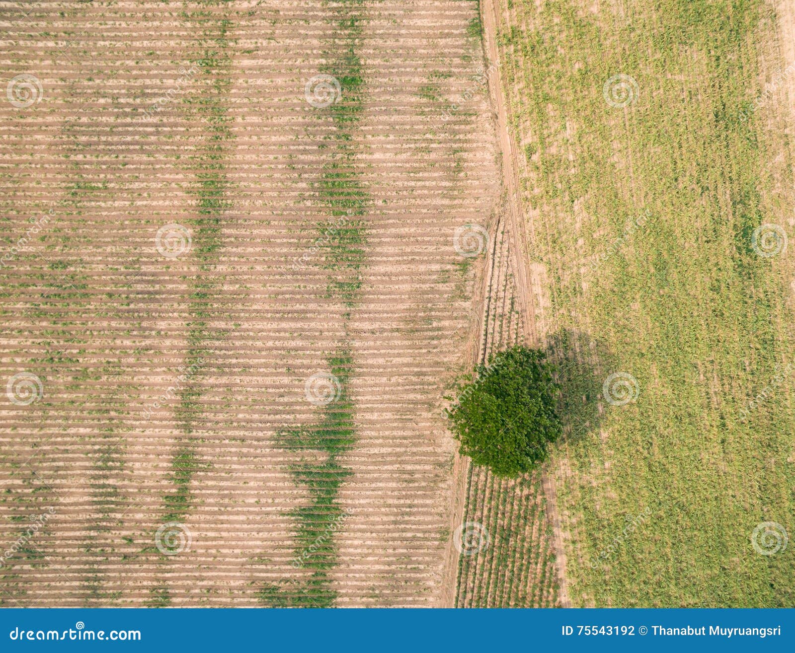 Aerial view of sugar cane stock photo. Image of areal - 75543192