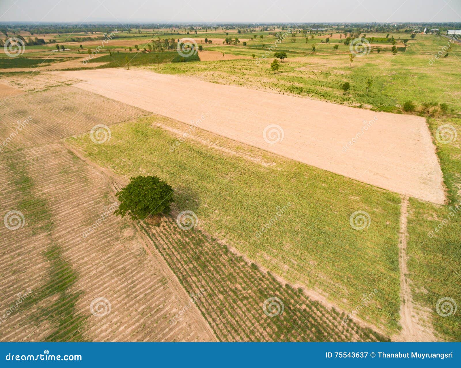 Aerial view of sugar cane stock image. Image of meadow - 75543637