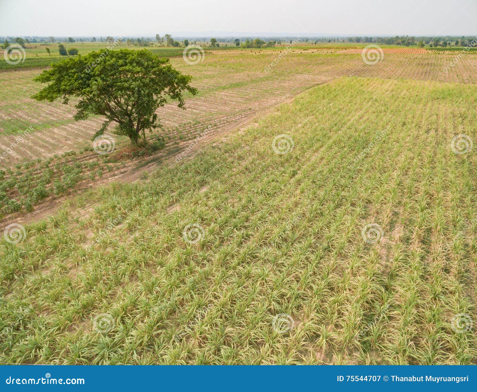 Aerial view of sugar cane stock image. Image of flight - 75544707