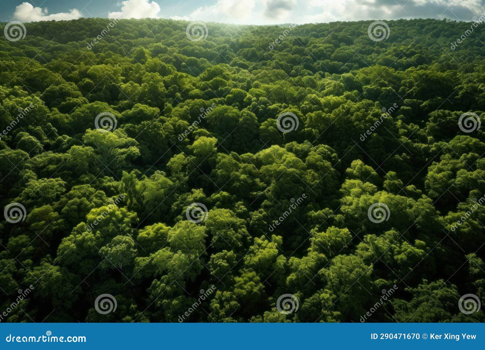 Aerial View of Sun-Dappled Forest Canopy Stock Illustration ...