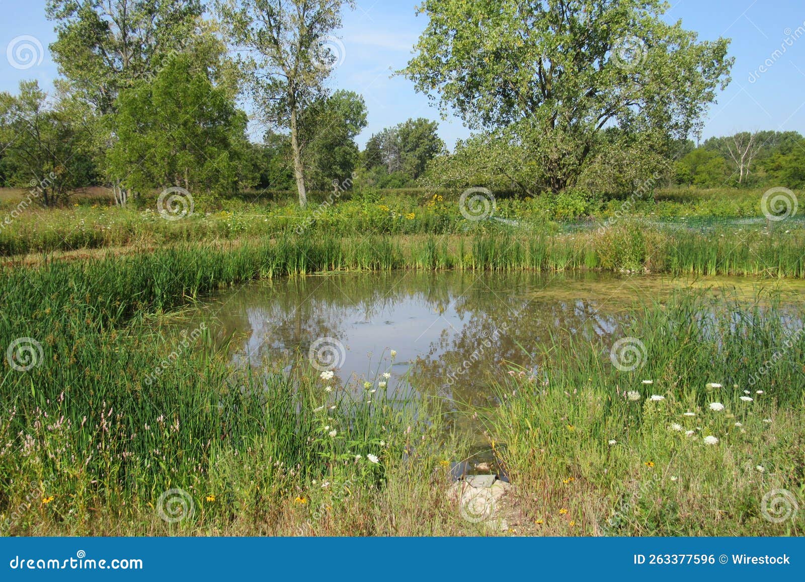 Aerial View of Swamp Surrounded by Dense Trees Stock Photo - Image of ...