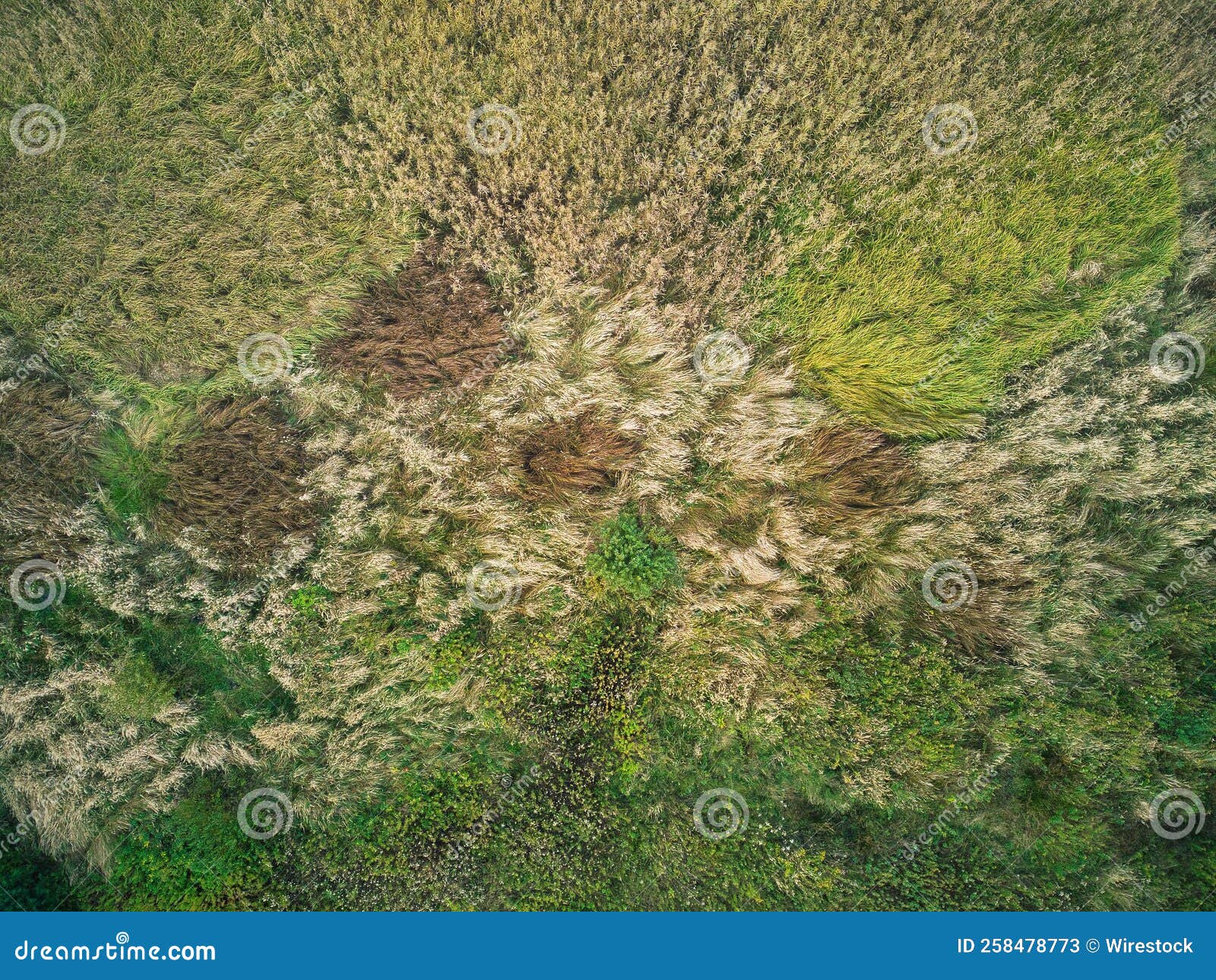 Aerial View of the Tall Grass in a Field Stock Image - Image of aerial ...