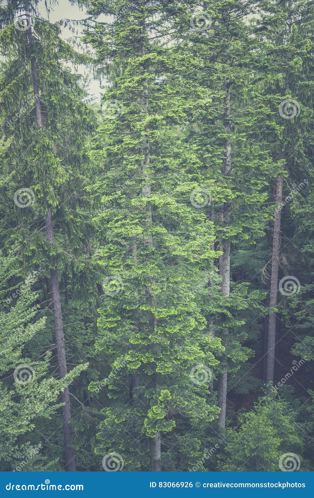 Aerial View Of Tall Trees In The Woods Picture. Image: 83066926