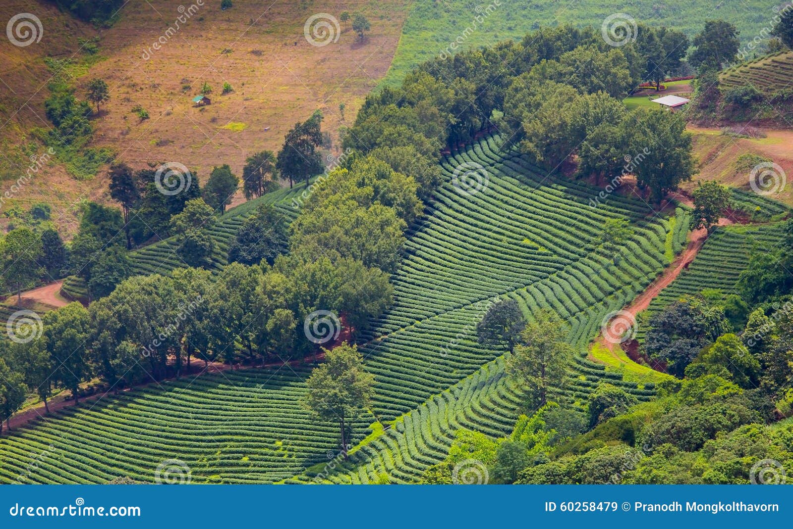 Aerial View of Tea Plantation Stock Image - Image of countryside ...
