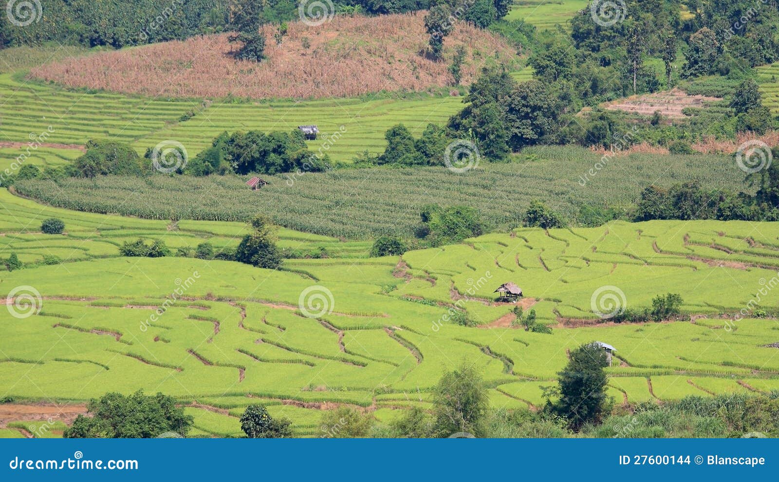Aerial View of Terraced Rice Fields with Houses Stock Photo - Image of ...