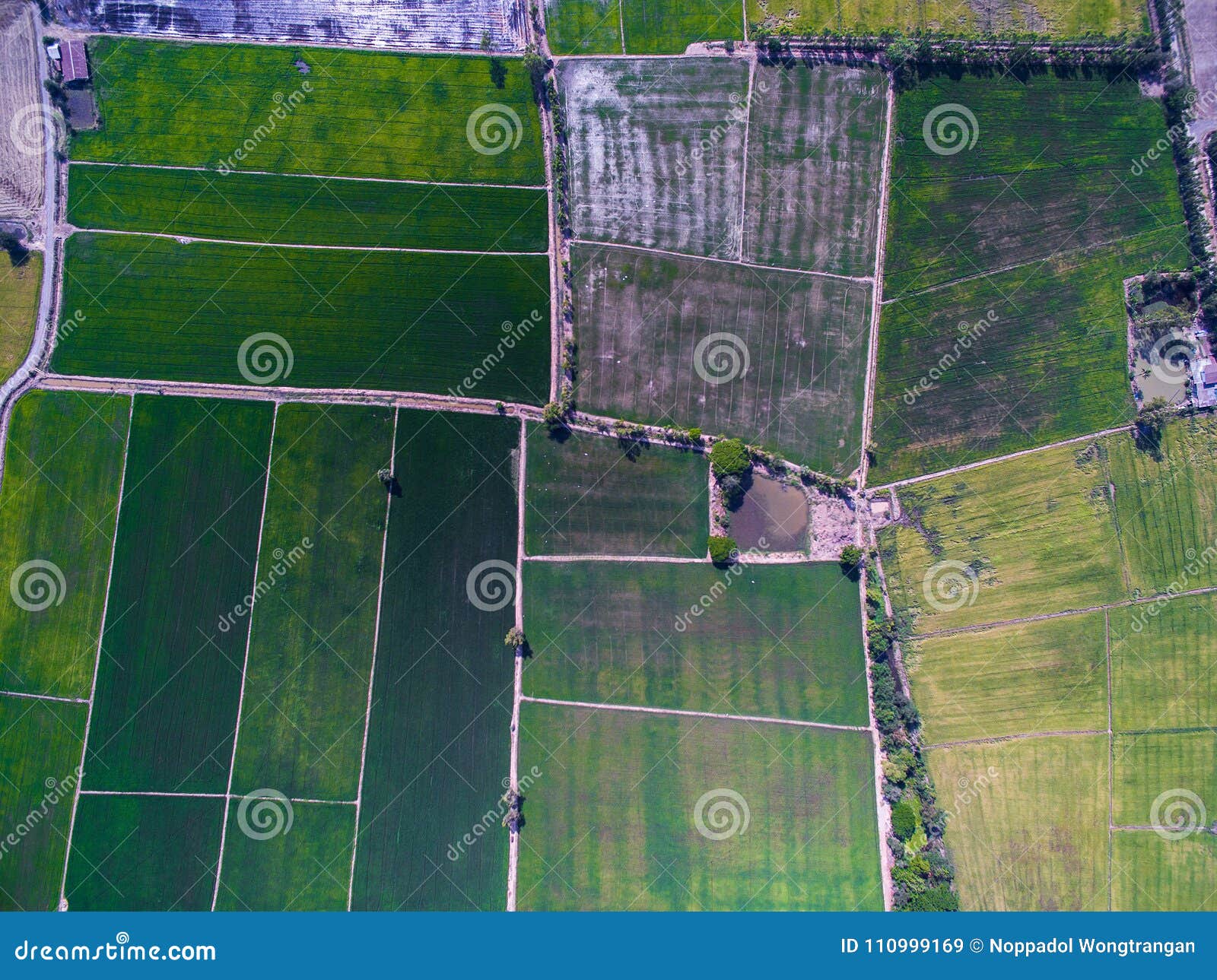 Aerial View of Texture and Pattern of Green Rice Fields Stock Image ...