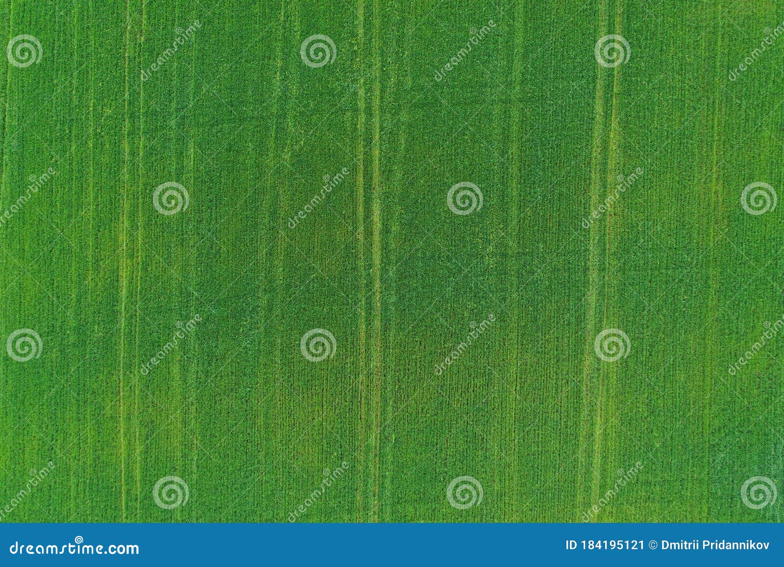 Aerial View of the Texture of a Young Green Field in Spring Stock Image ...