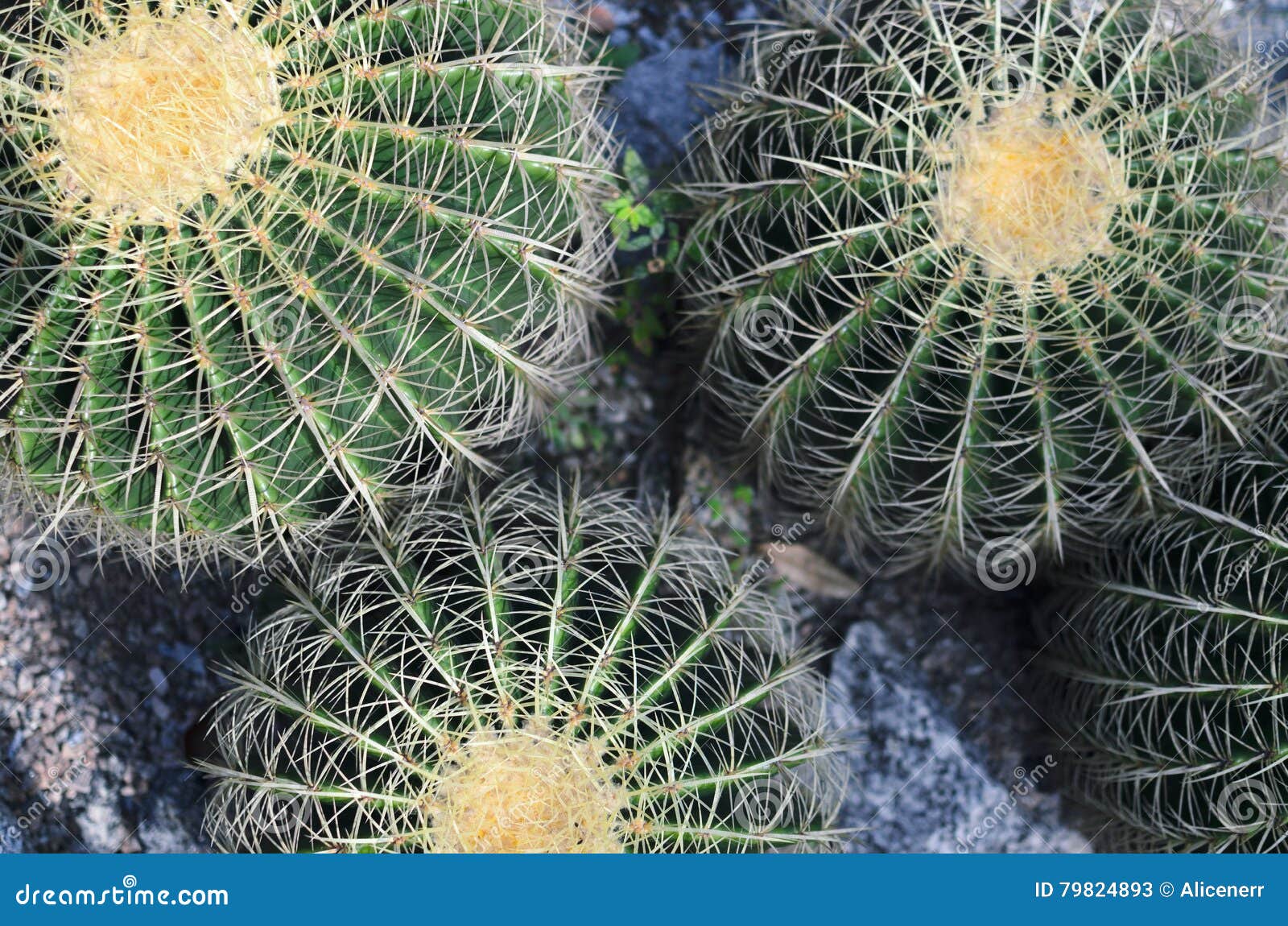 Aerial View To Few Spiky Cactus Stock Image - Image of cute, succulent ...