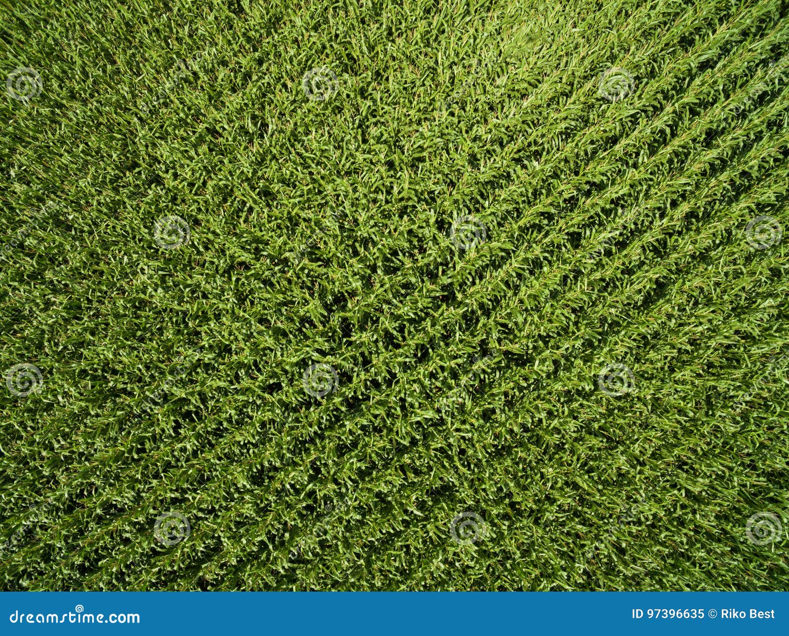 Aerial View Top View of Green Corn Plants in a Corn Field Stock Image ...