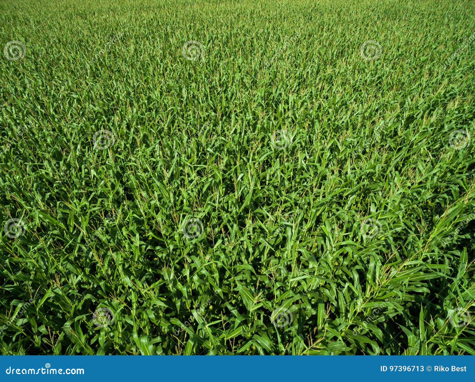 Aerial View Top View of Green Corn Plants in a Corn Field Stock Image ...