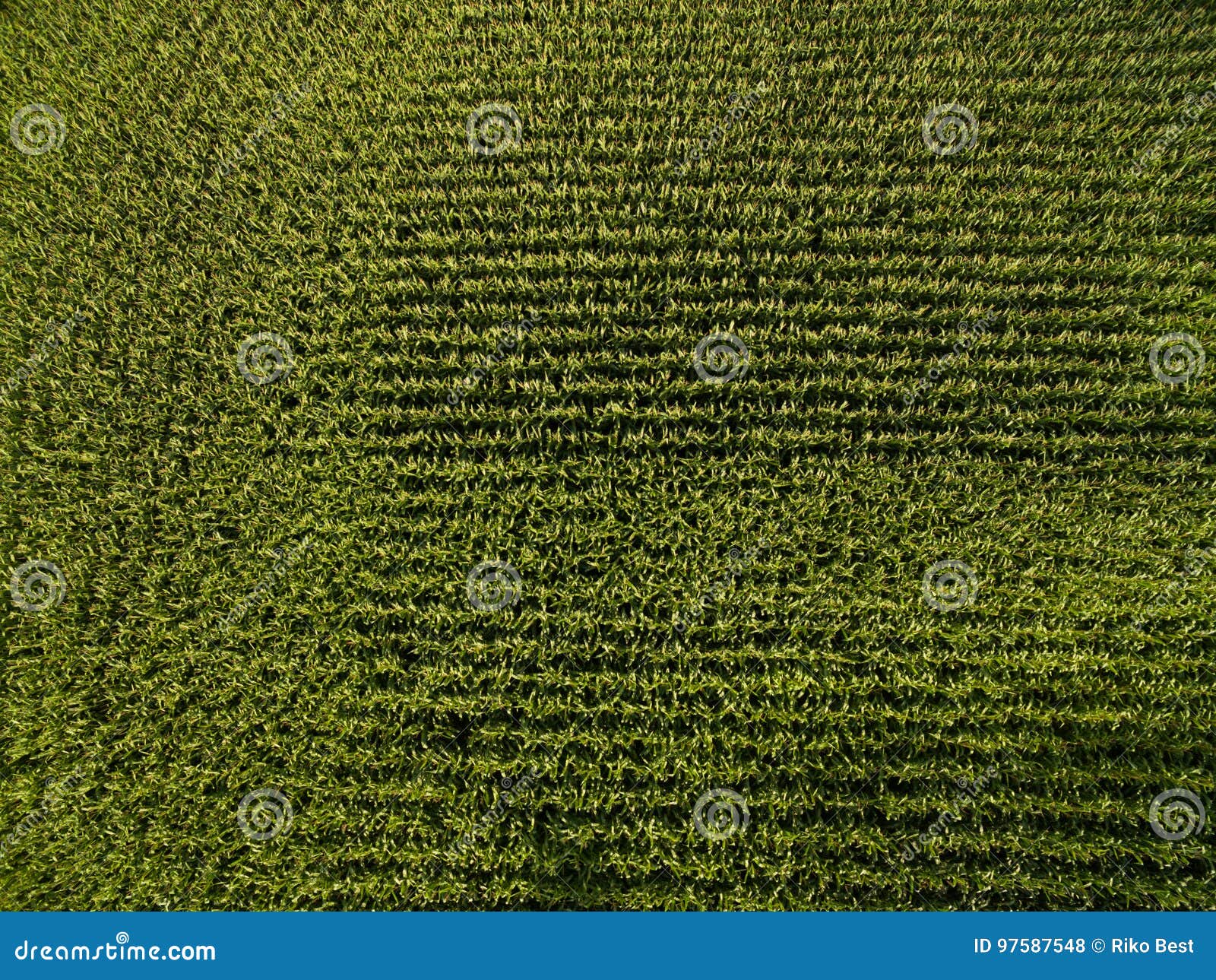 Aerial View Top View of Green Corn Plants in a Corn Field Stock Photo ...