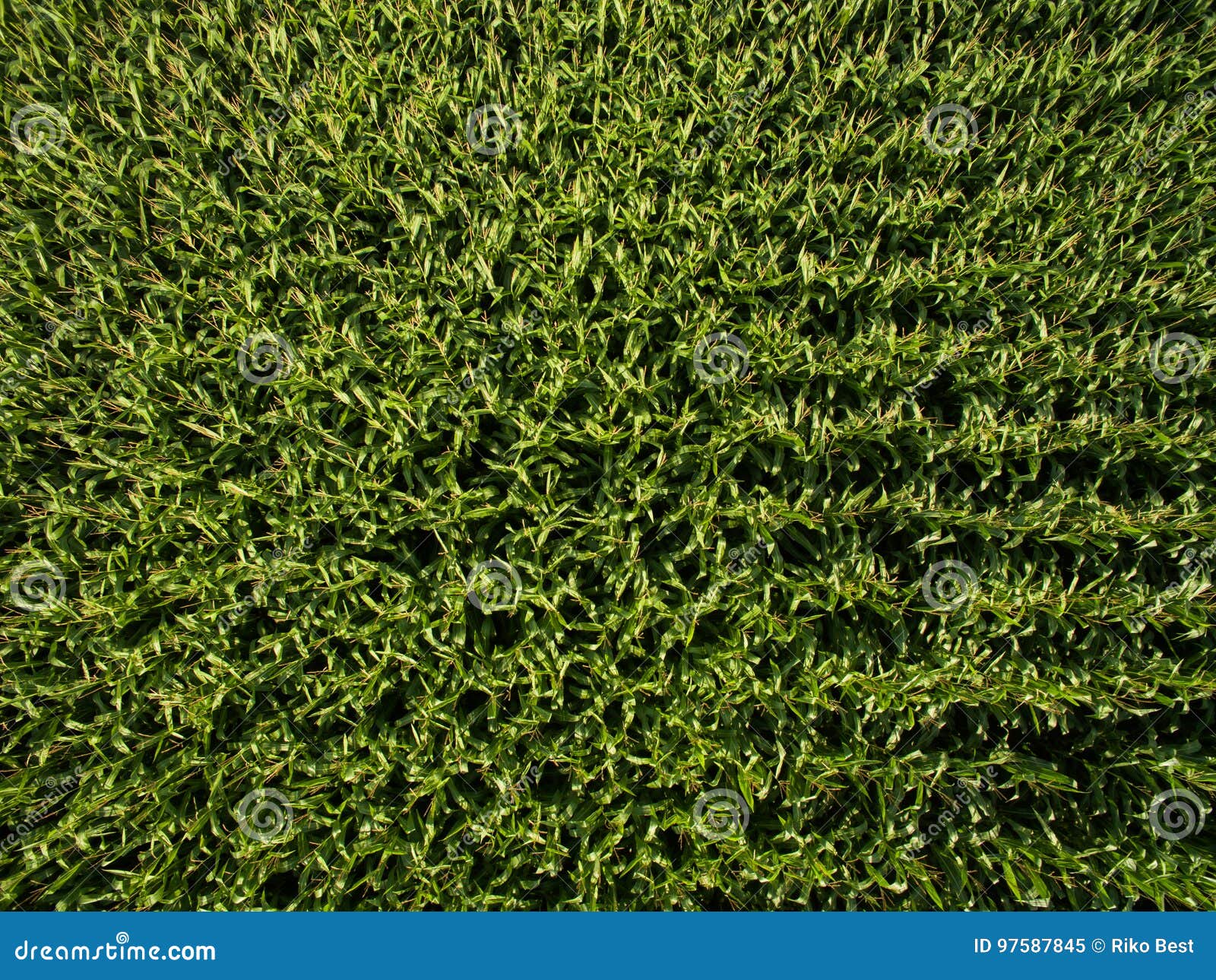 Aerial View Top View of Green Corn Plants in a Corn Field Stock Image ...