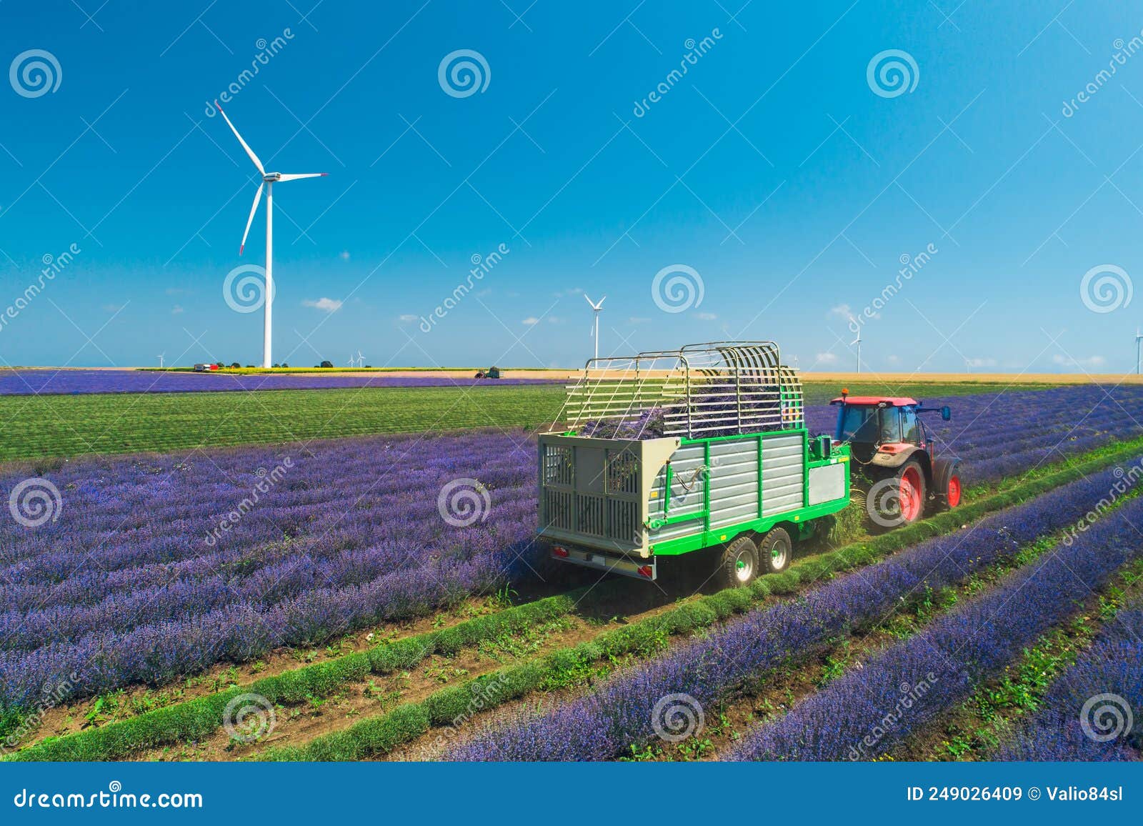 Aerial View of Tractor Harvesting Field of Lavender Stock Image - Image ...
