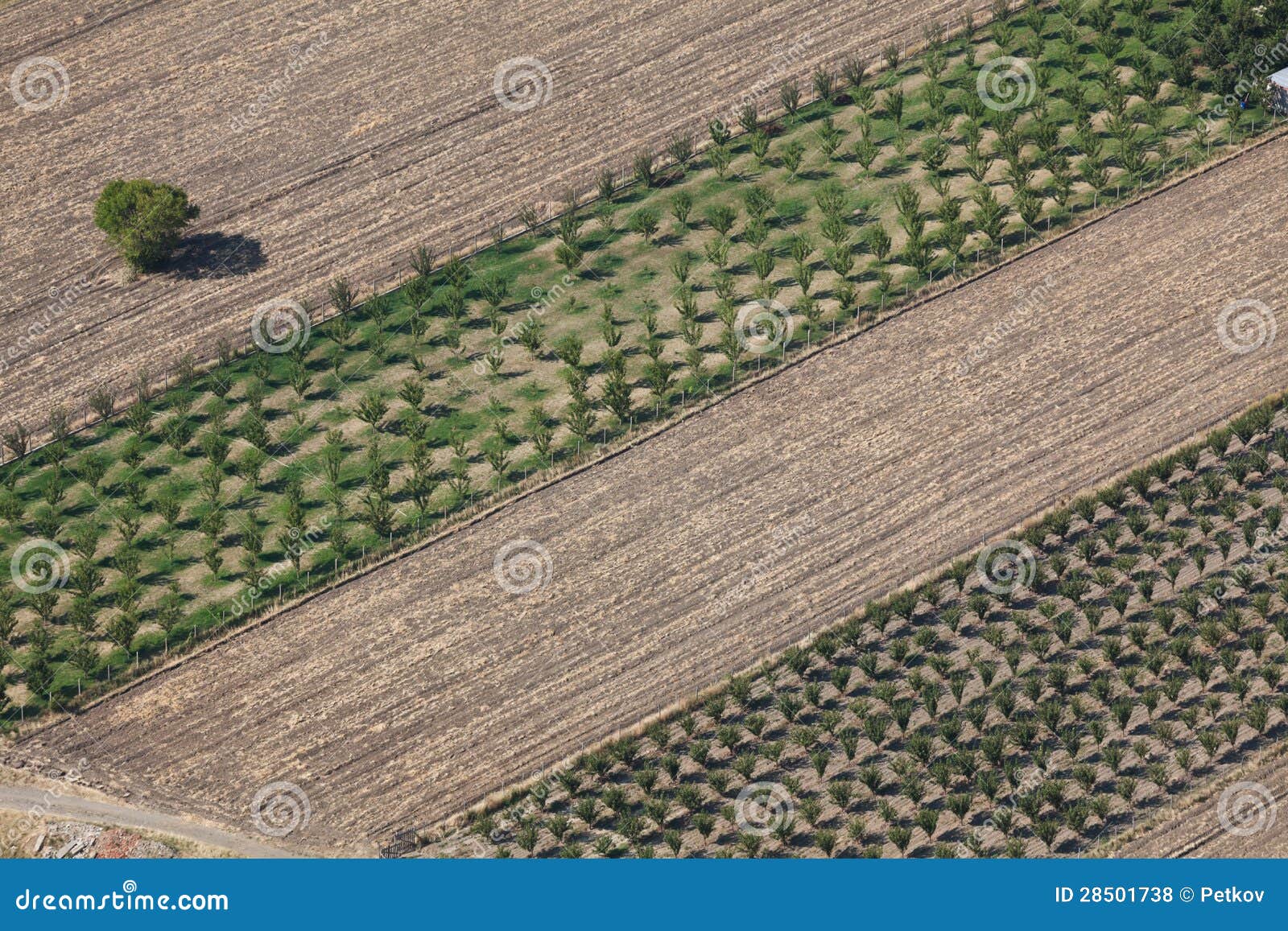 Top View Of A Tree Stump Stock Photography | CartoonDealer.com #48763052