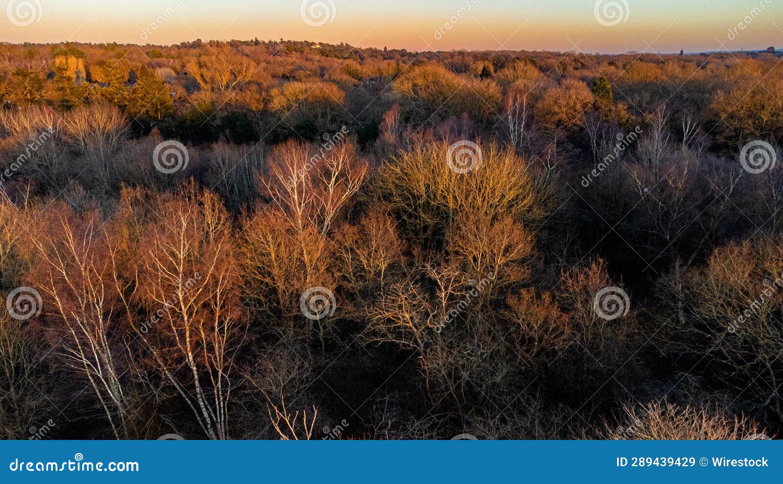 Aerial View of Tree Canopies at Golden Hour Stock Image - Image of ...