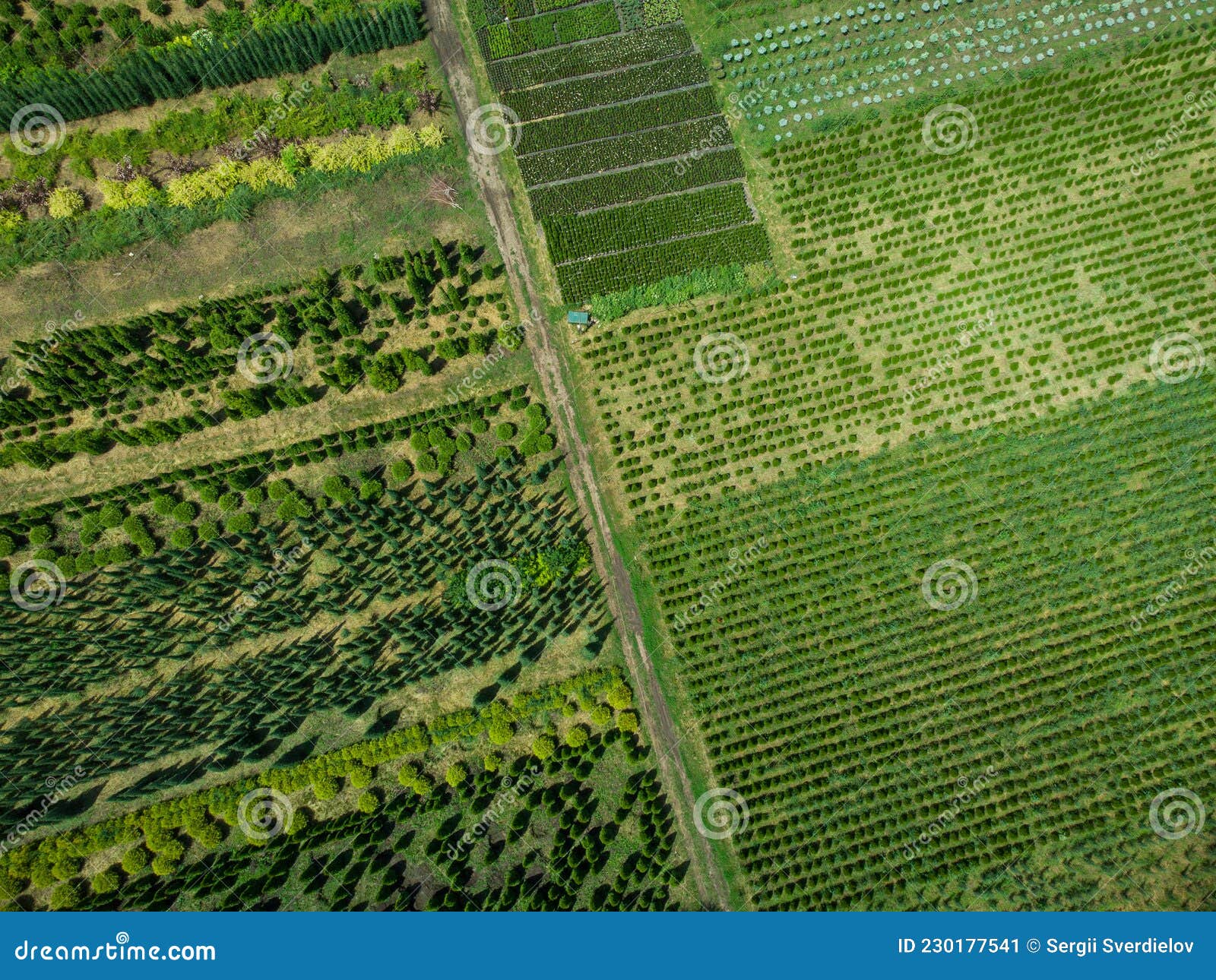 Aerial View of a Tree Farm for Landscaping Stock Image - Image of ...