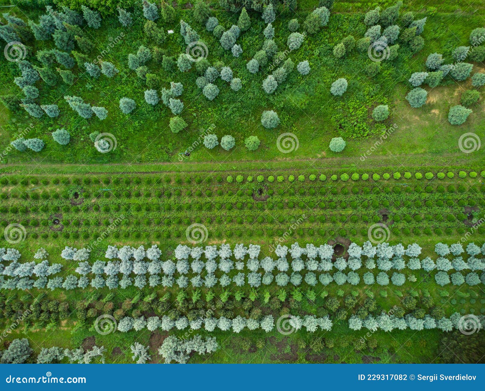 Aerial View of a Tree Farm for Landscaping Stock Photo - Image of ...