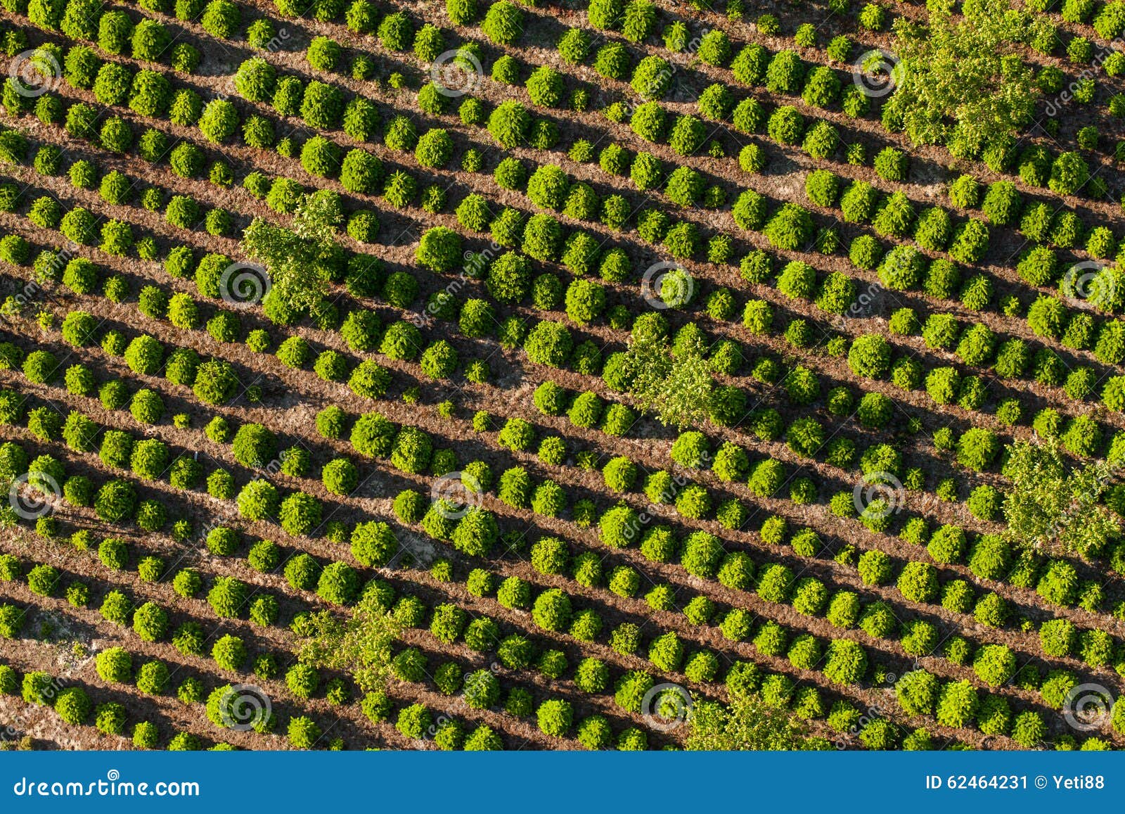 Aerial View of the Tree Plantation Stock Image - Image of landscape ...