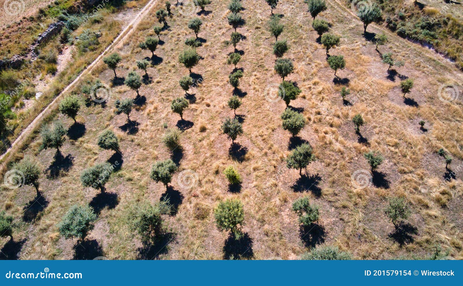 Aerial View of Tree Plantations Stock Photo - Image of agriculture ...