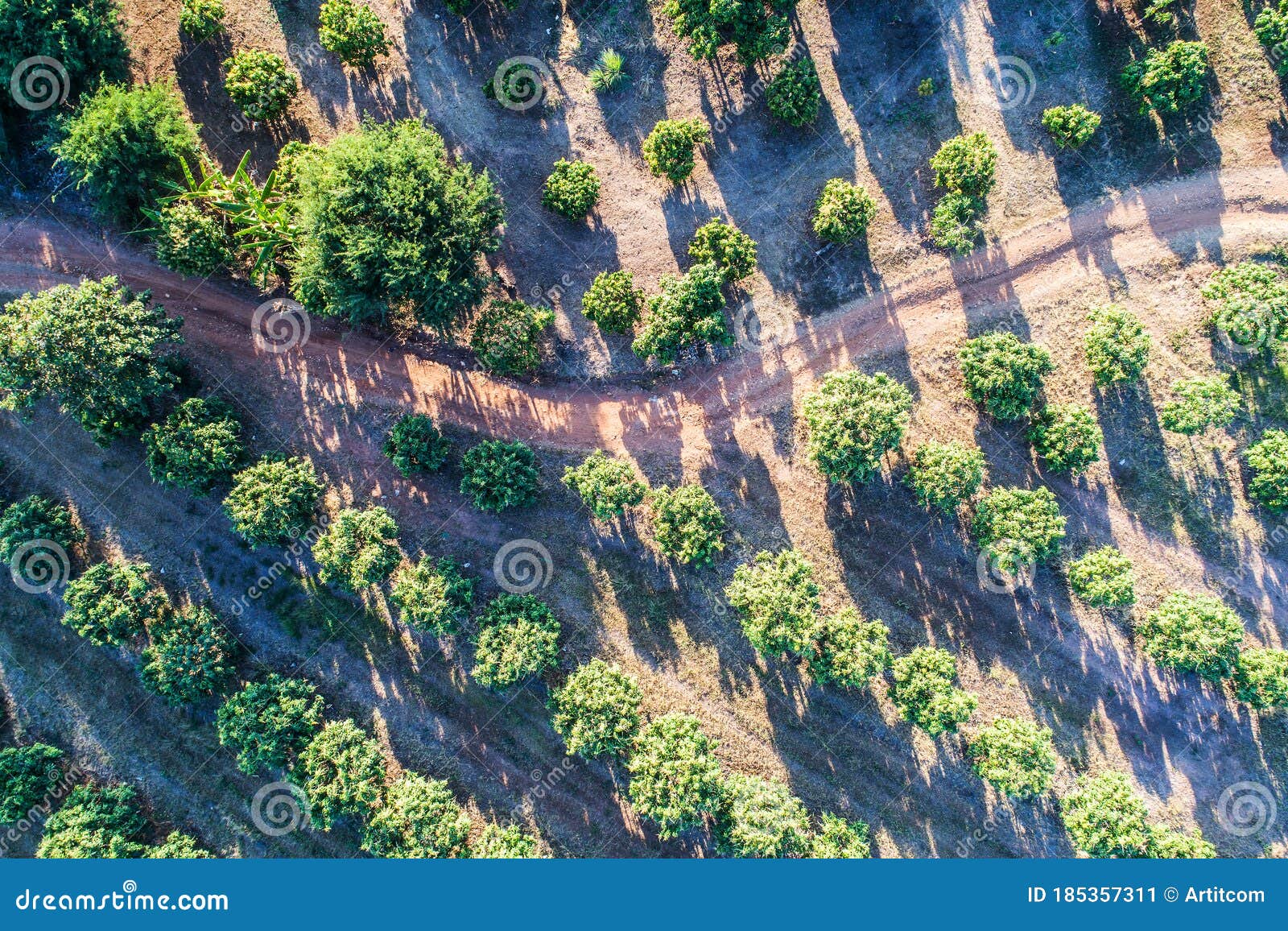 Aerial View of Trees Background Stock Image - Image of tree, area ...