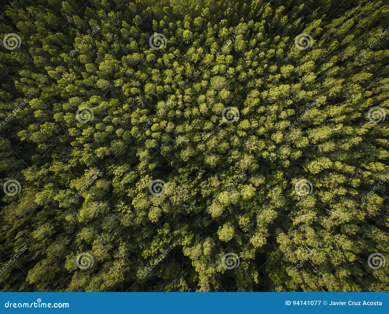 Aerial view of trees stock image. Image of photograph - 94141077