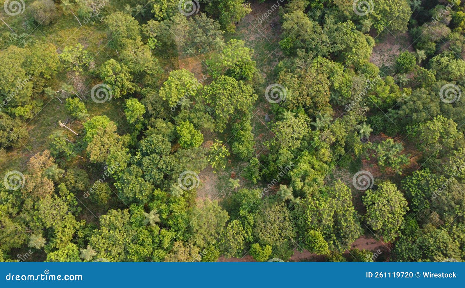 Aerial View of Trees Growing in a Forest Stock Photo - Image of ...