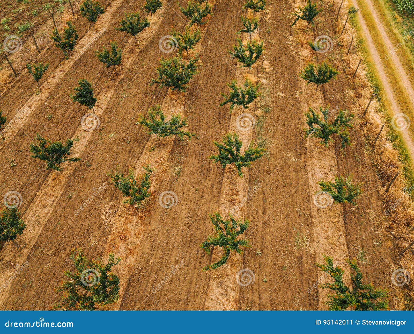 Aerial View of Trees in Orchard Stock Image - Image of view, apple ...