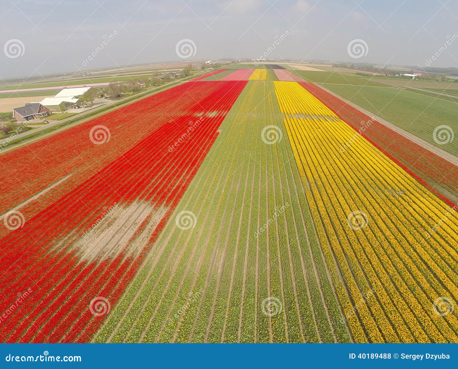 Aerial View on Tulip Fields in Holland Stock Photo - Image of flower ...