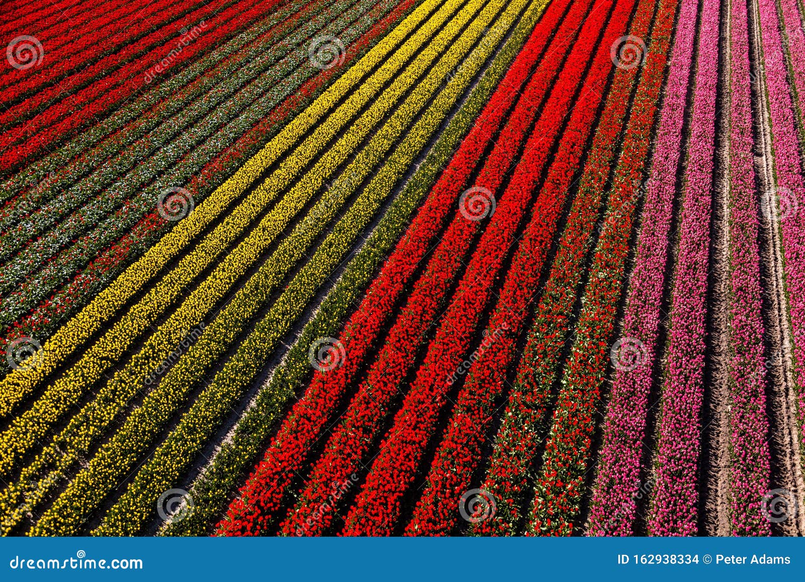 Aerial View of the Tulip Fields in North Holland Stock Photo - Image of ...