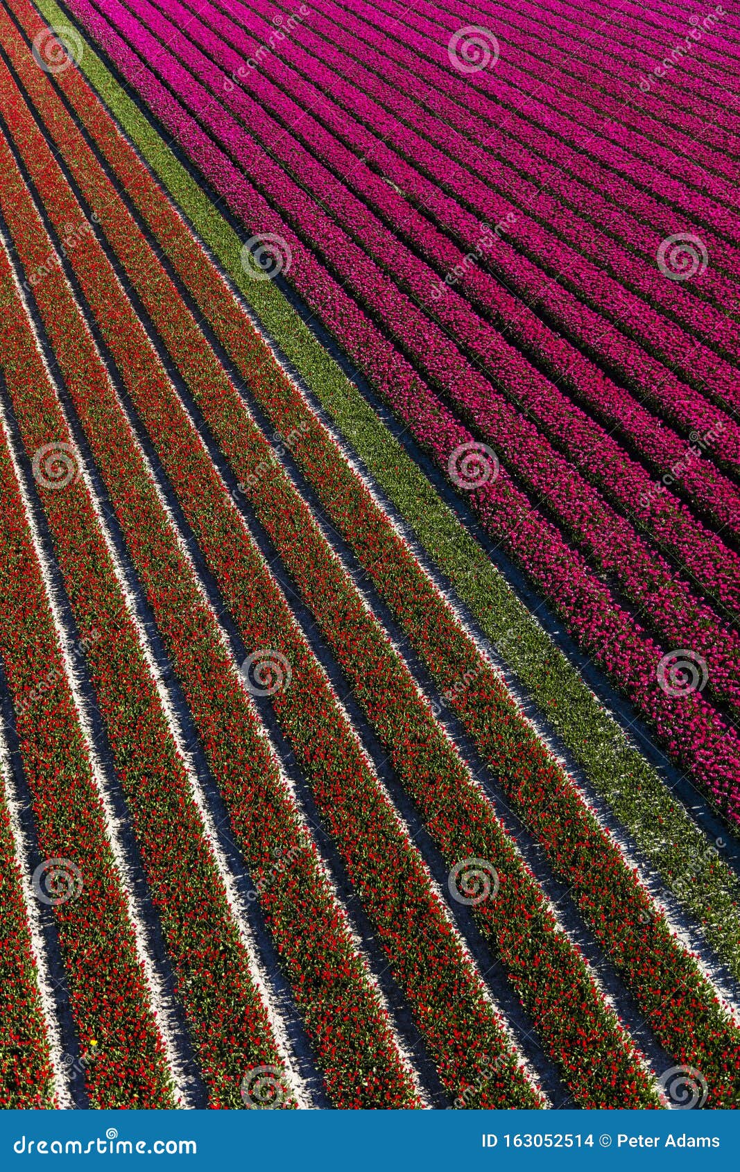 Aerial View of the Tulip Fields in North Holland Stock Photo - Image of ...
