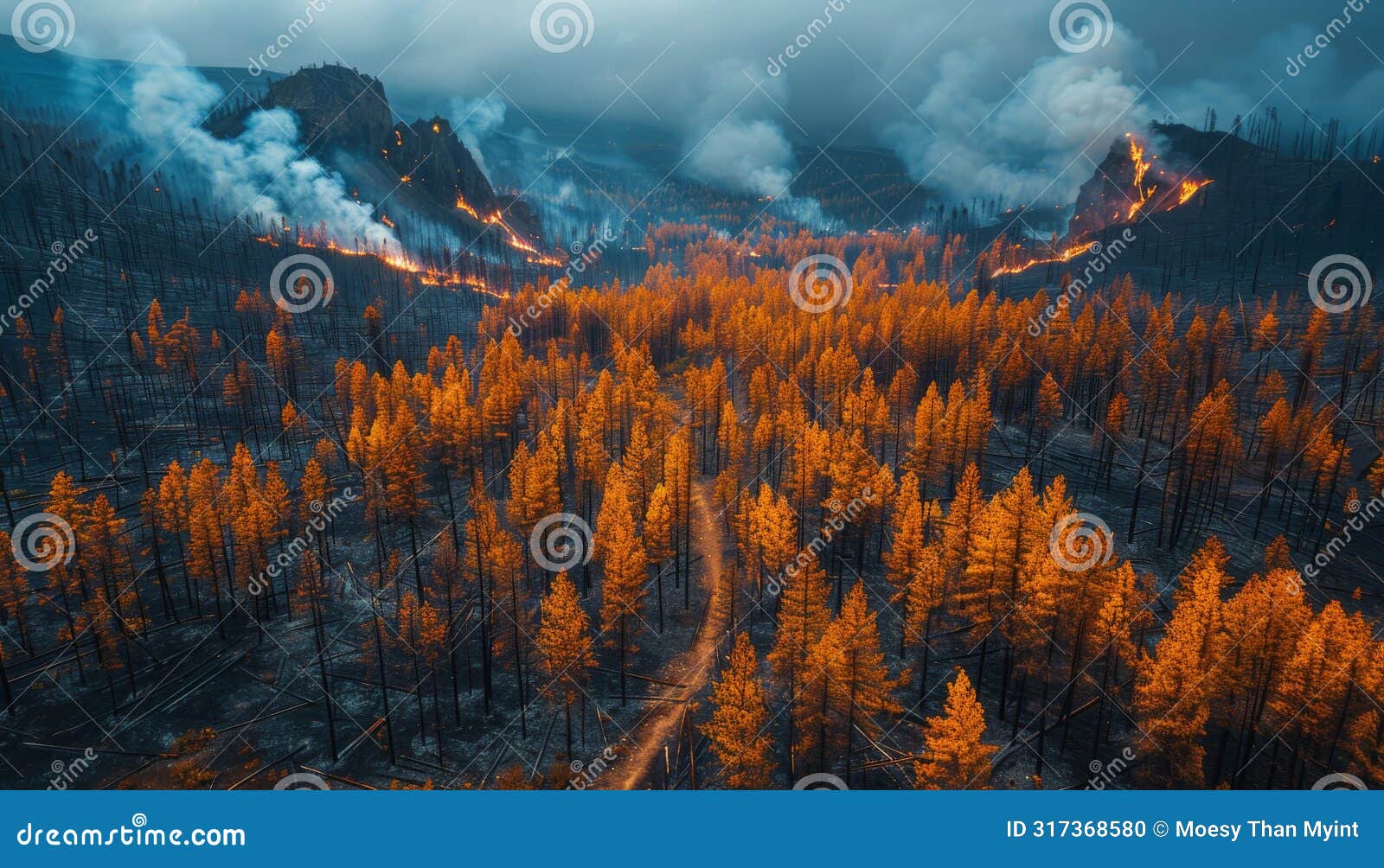 An Aerial View of a Vast Forest Landscape Marked by a Patchwork of Burn ...