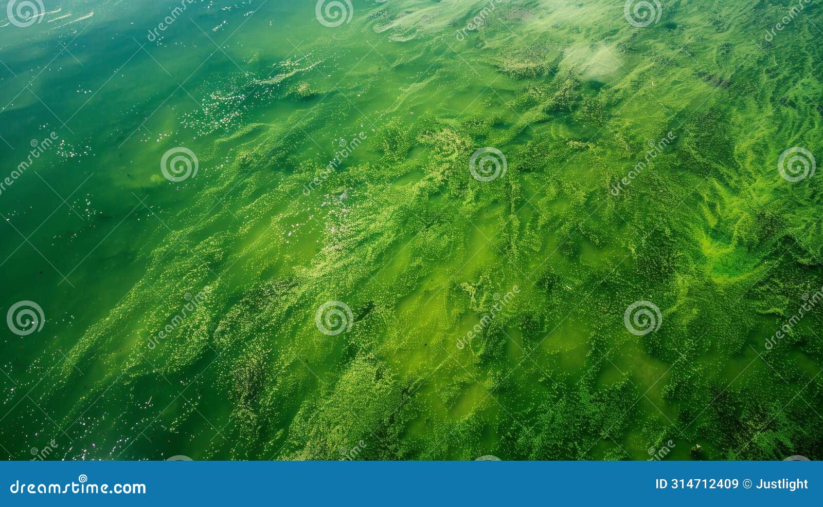 An Aerial View of a Vast Green Sea Filled with Tiny Green Specks Tered ...