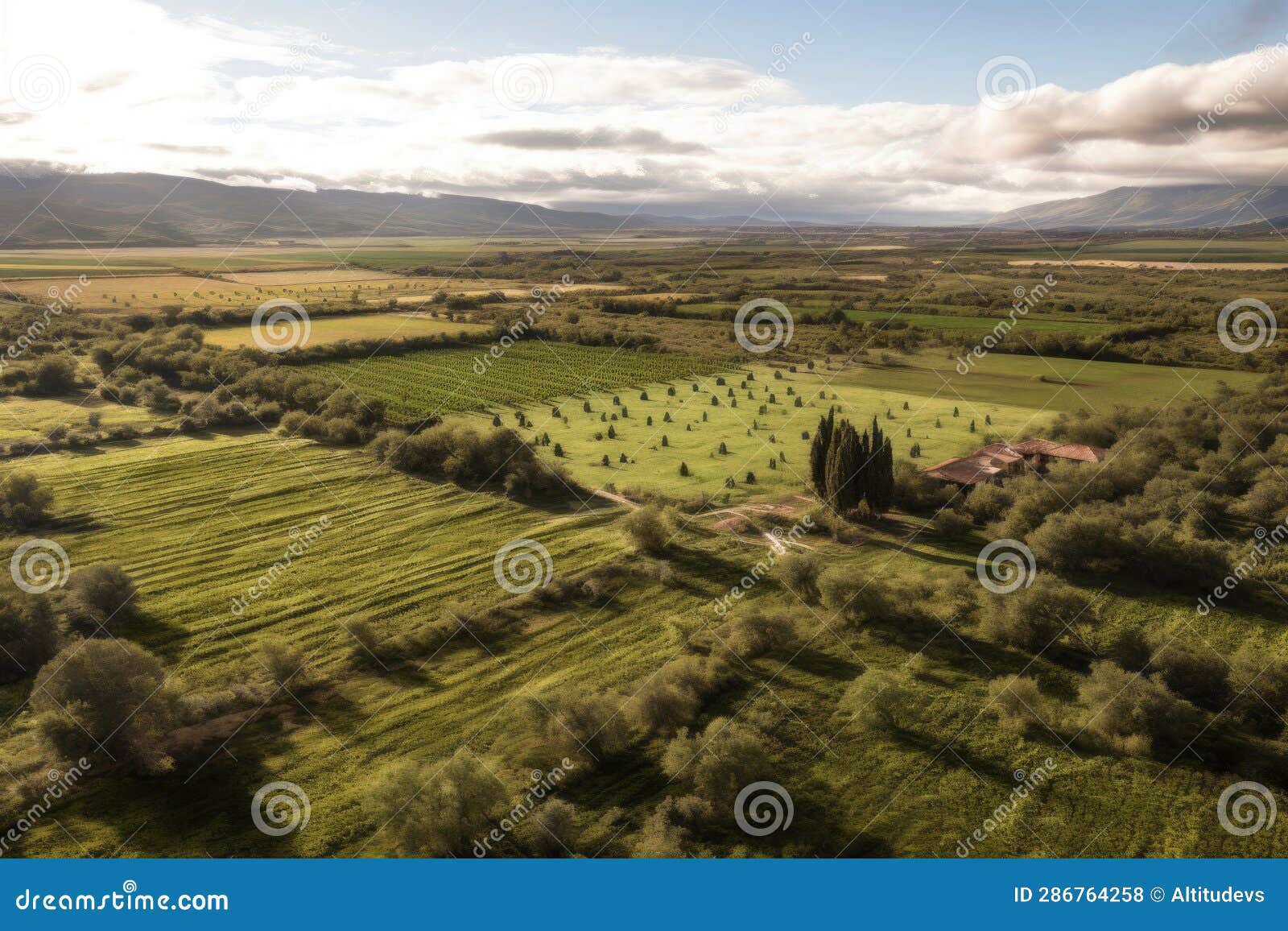 Aerial View of a Vast Olive Grove Stock Photo - Image of scenic ...