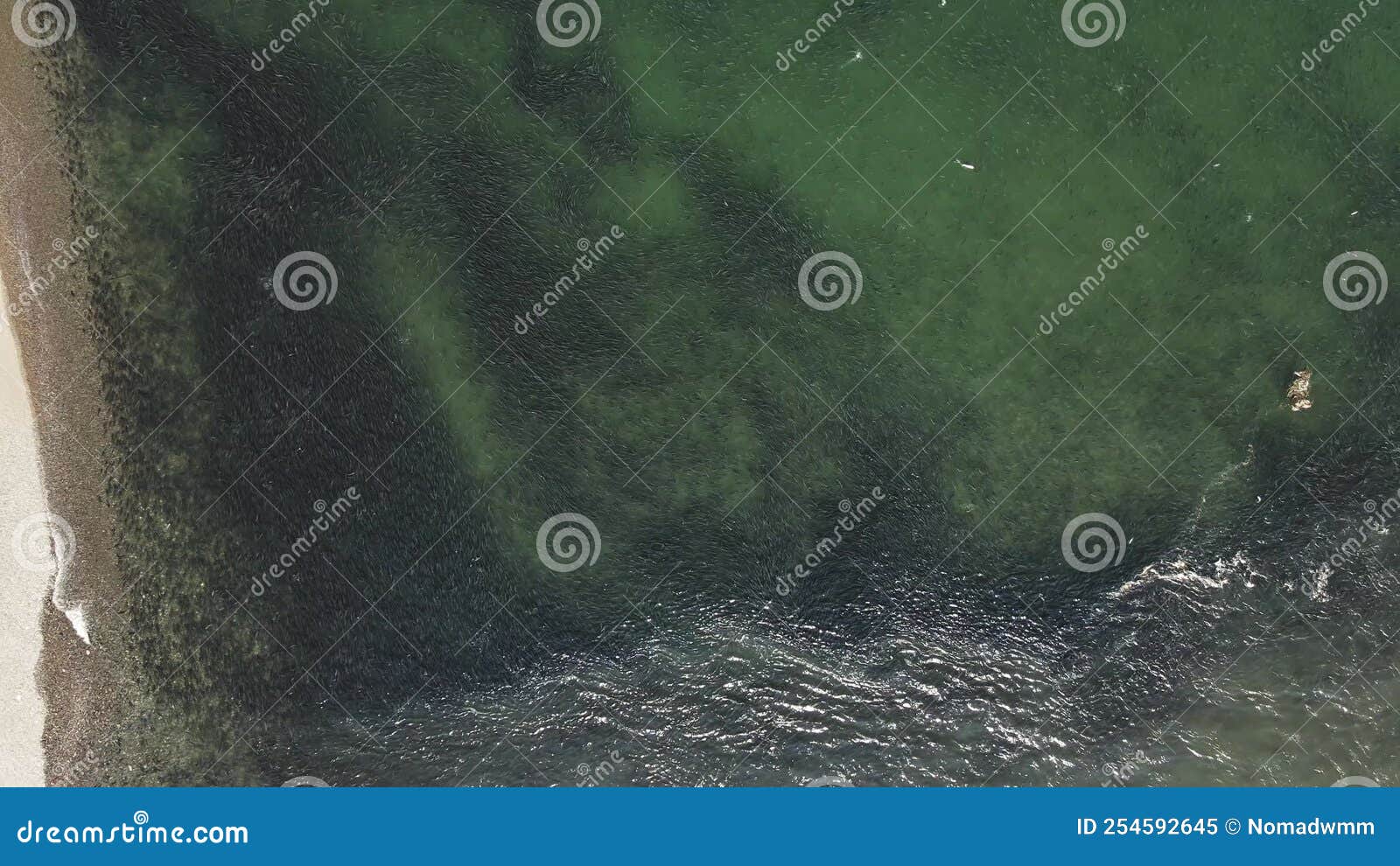 An Aerial View of a Spawning River with Thousands of Coho Salmon ...