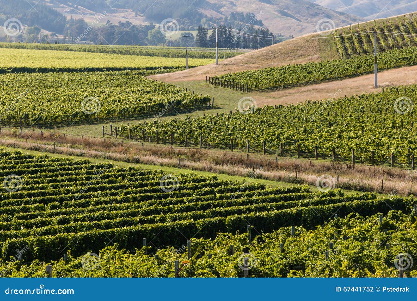 Aerial view of vineyard stock photo. Image of wither - 67441752