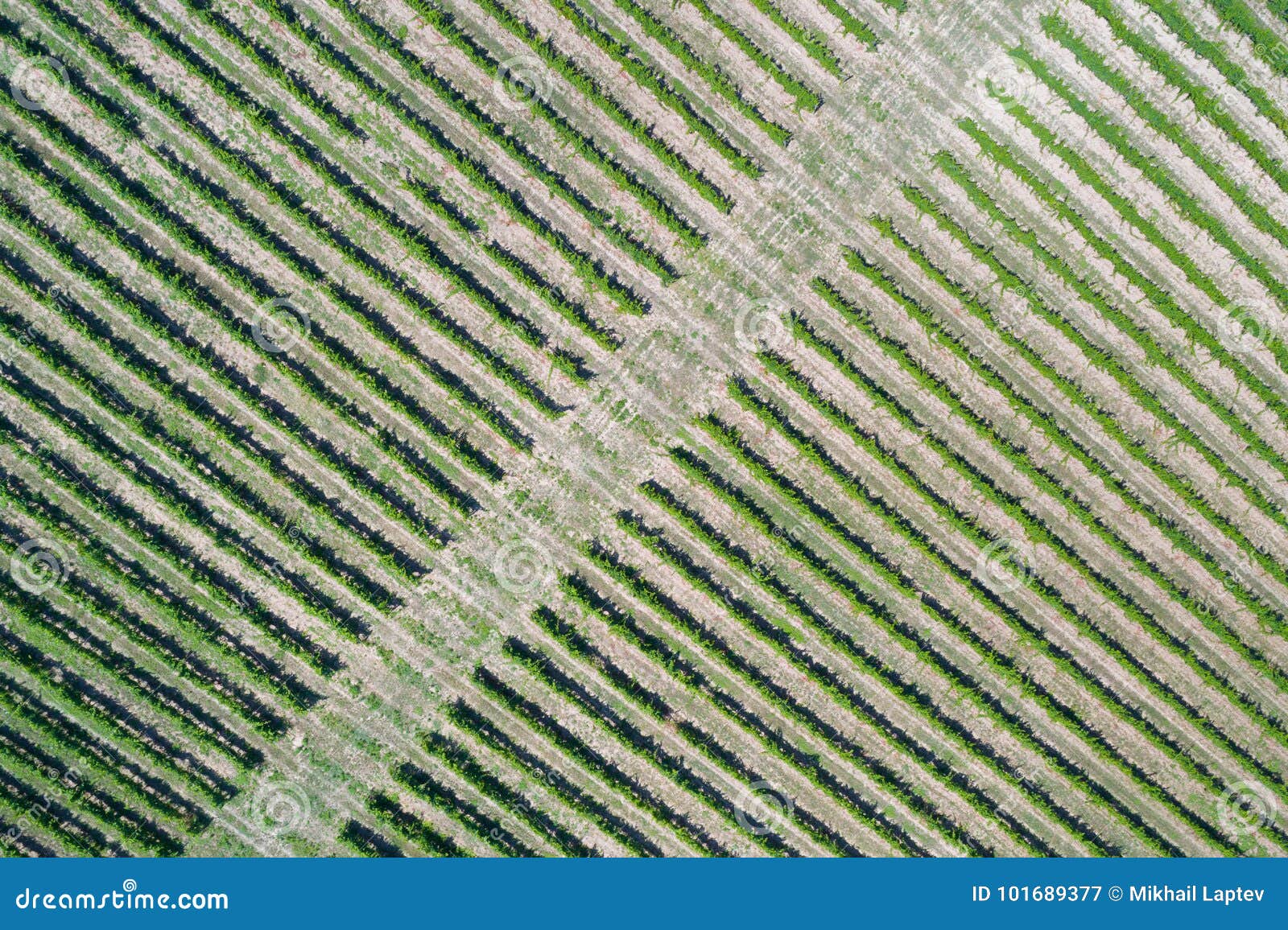 Vineyard aerial view stock image. Image of field, aerial - 101689377